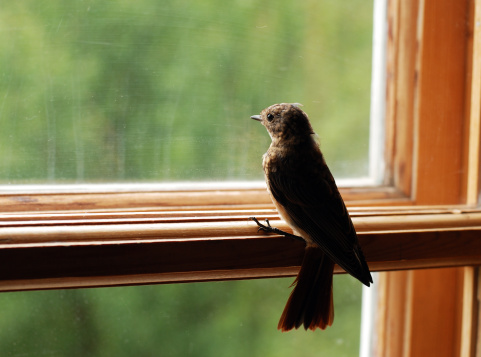 A Window into the Study of Birds | Hopkins Press