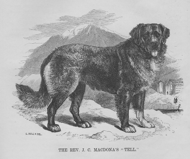 The St. Bernard: Alpine Rescue Dog or Manchester Manufacture? | Hopkins ...